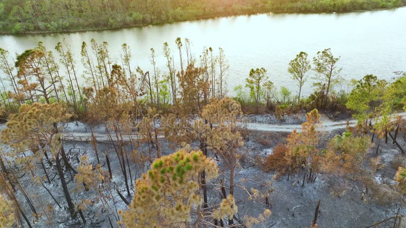 Devastated Forest Ground Covered with Ash Layer and Charred Dead ...