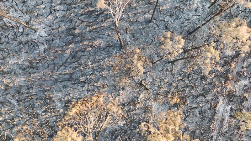 Devastated Forest Ground Covered with Ash Layer and Charred Dead ...