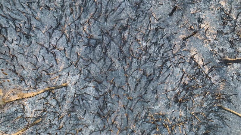 Devastated Forest Ground Covered with Ash Layer and Charred Dead ...