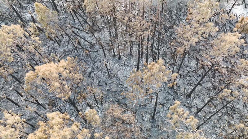 Devastated Forest Ground Covered with Ash Layer and Charred Dead ...