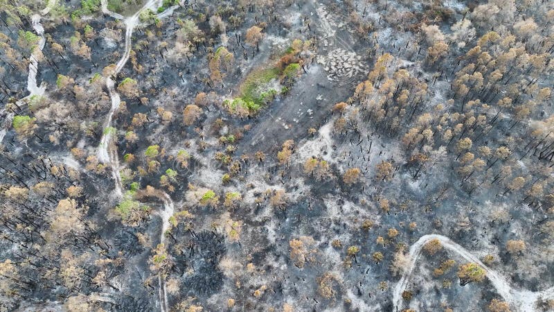 Devastated Forest Ground Covered with Ash Layer and Charred Dead ...