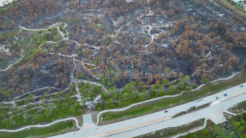 Charred Dead Vegetation Burnt Down after Wildfire Destroyed Florida ...