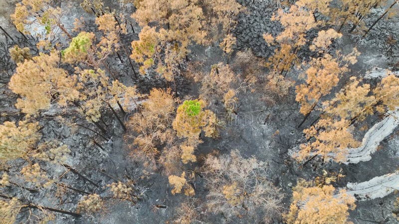 Charred Dead Vegetation Burnt Down after Wildfire Destroyed Florida ...