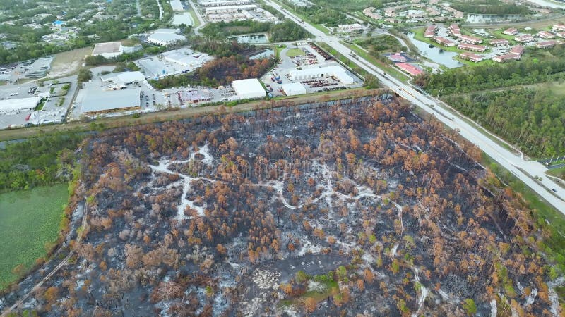 Charred Dead Vegetation Burnt Down after Wildfire Destroyed Florida ...
