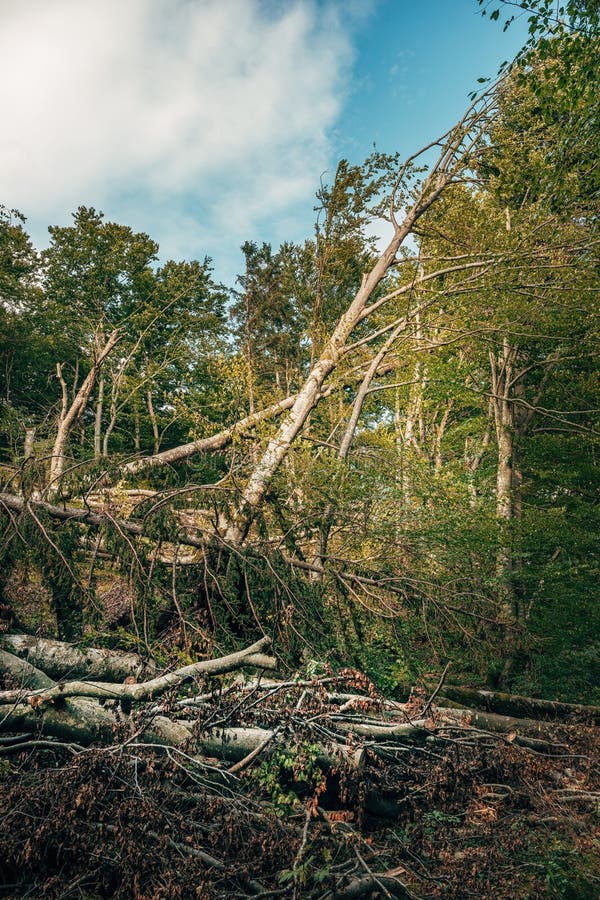 Devastated Forest Landscape after Severe Summer Storm Stock Image ...