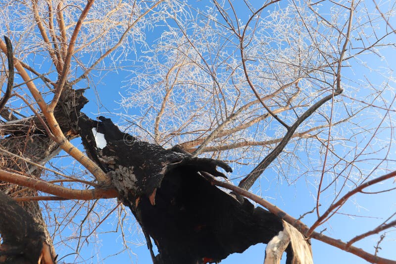 Devastated Tree Trunk after a Thunderstorm Stock Photo - Image of ...