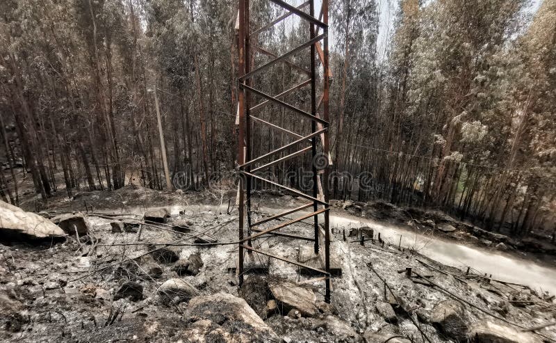 Devastation by a Large Forest Fire Stock Image - Image of autumn, track ...