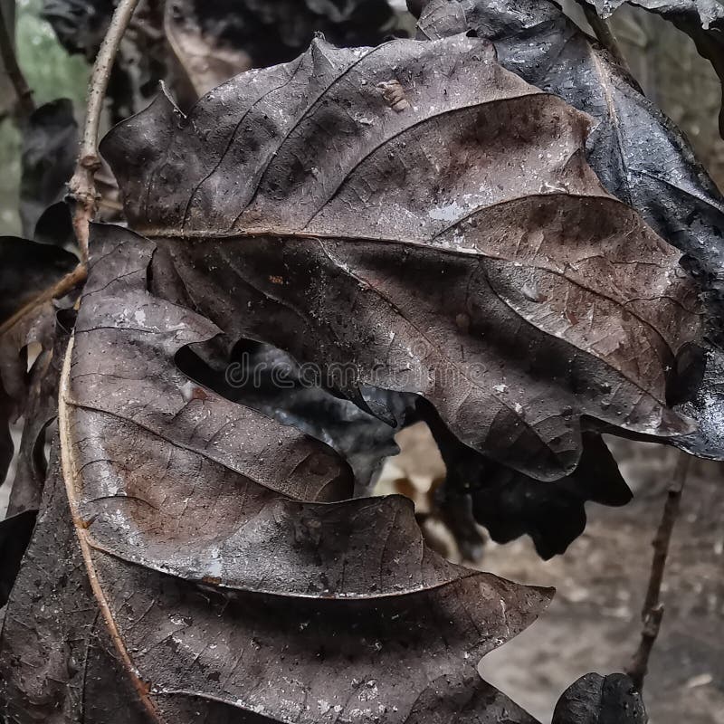 Devastation by a Large Forest Fire Stock Photo - Image of rock, trunk ...