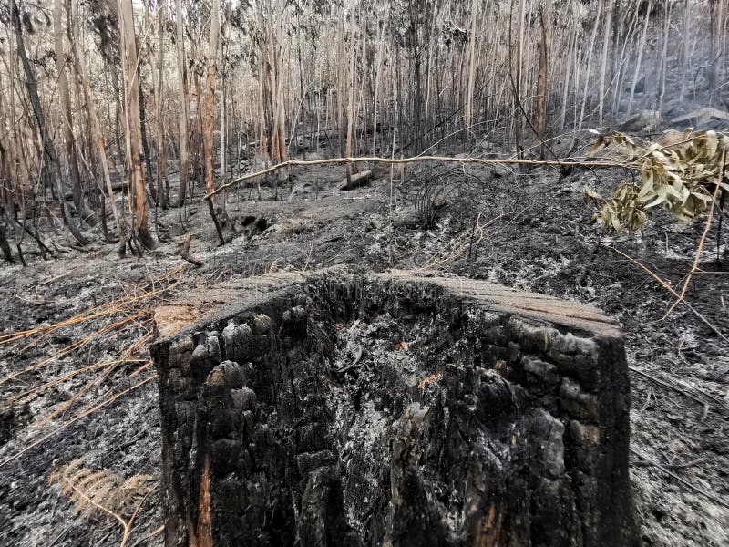 Devastation by a Large Forest Fire Stock Image - Image of wildlife ...