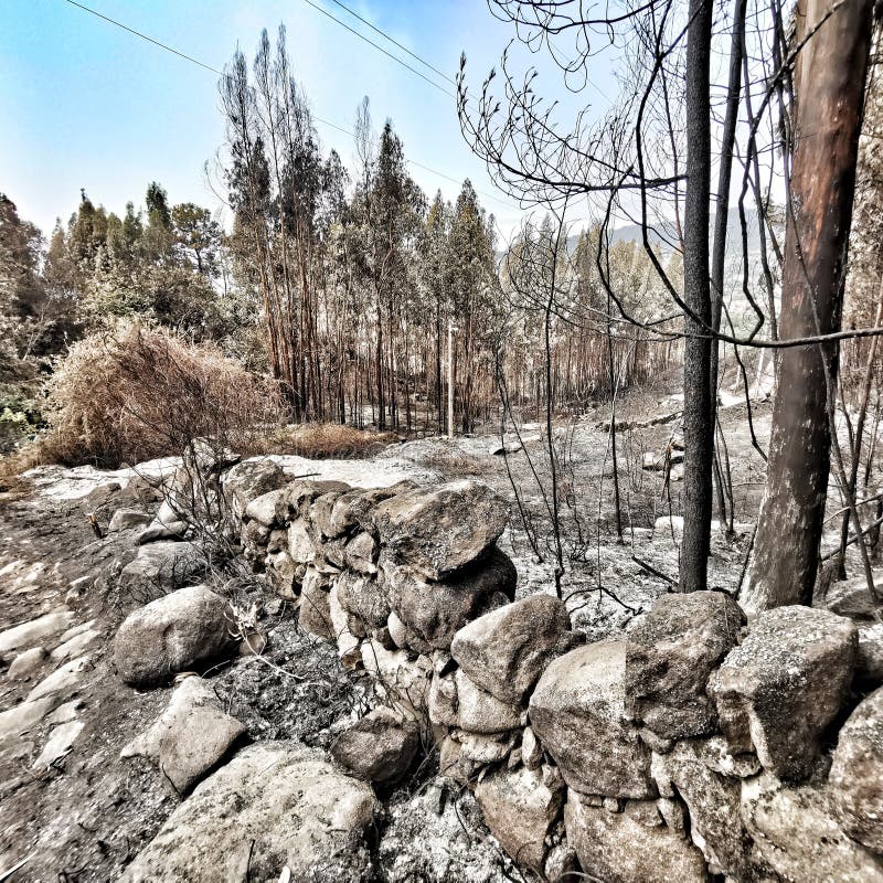 Devastation by a Large Forest Fire Stock Photo - Image of woodland ...