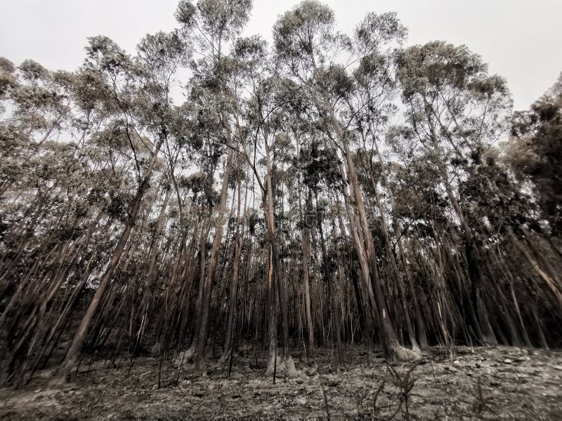 Devastation by a Large Forest Fire Stock Photo - Image of damage ...