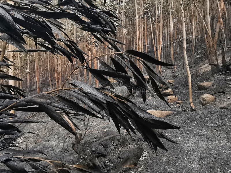 Devastation by a Large Forest Fire Stock Image - Image of plant ...