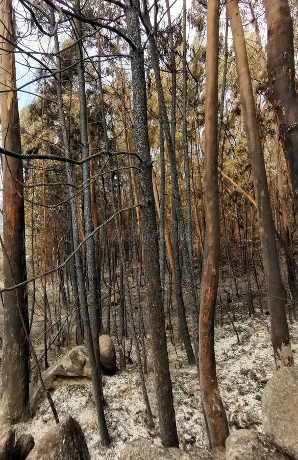 Devastation by a Large Forest Fire Stock Photo - Image of mountain ...