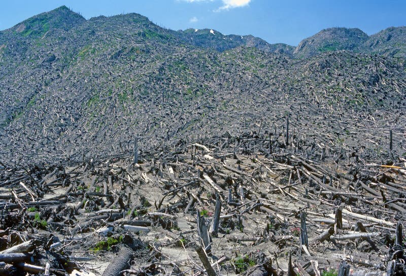 Devastation at Mt St Helens Stock Photo - Image of later, forest: 241746048