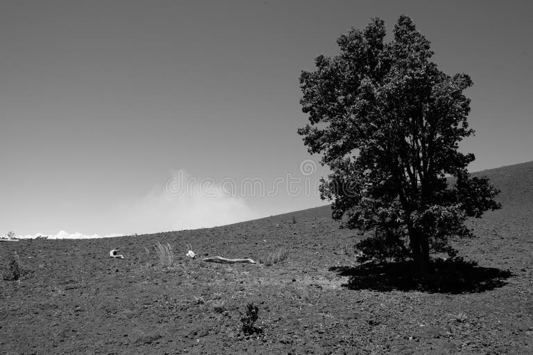 Devastation Trail stock photo. Image of volcanic, white - 97870018