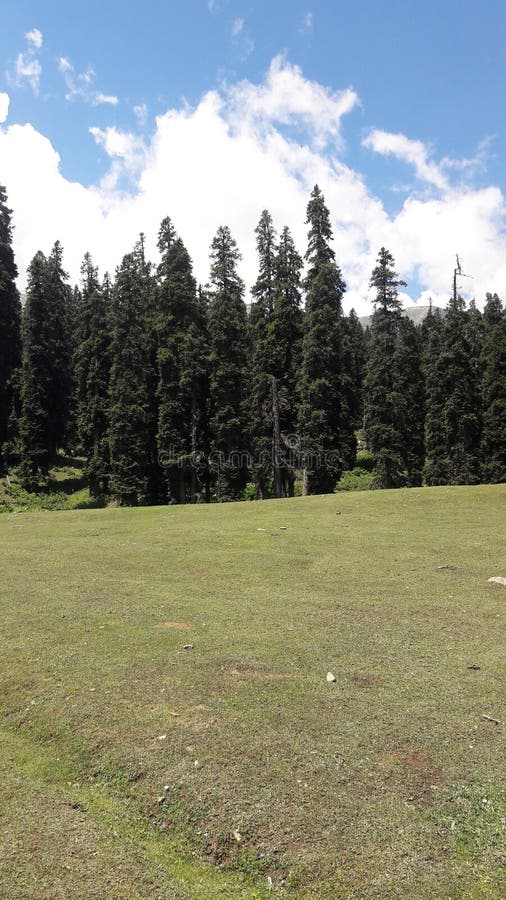 Devdar tree stock photo. Image of gulmurg, summer, tree - 122538972