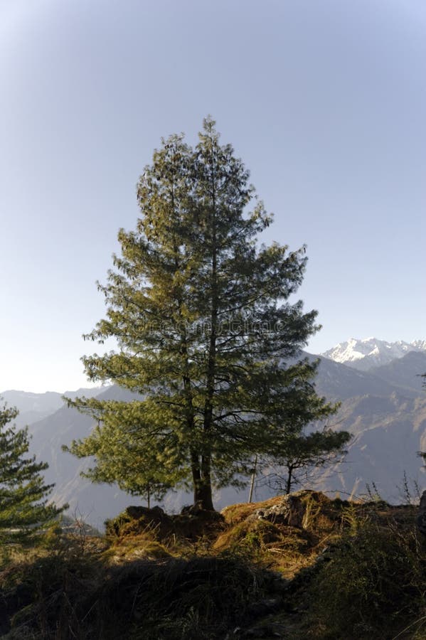 Devdar Trees on the Edge of a Himalayan Valley and Snow Capped Mountain ...