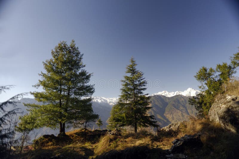 Devdar Trees on the Edge of a Himalayan Valley and Snow Capped Mountain ...