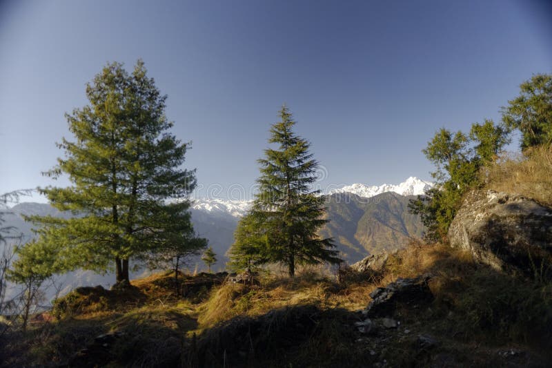 Devdar Trees on the Edge of a Himalayan Valley and Snow Capped Mountain ...