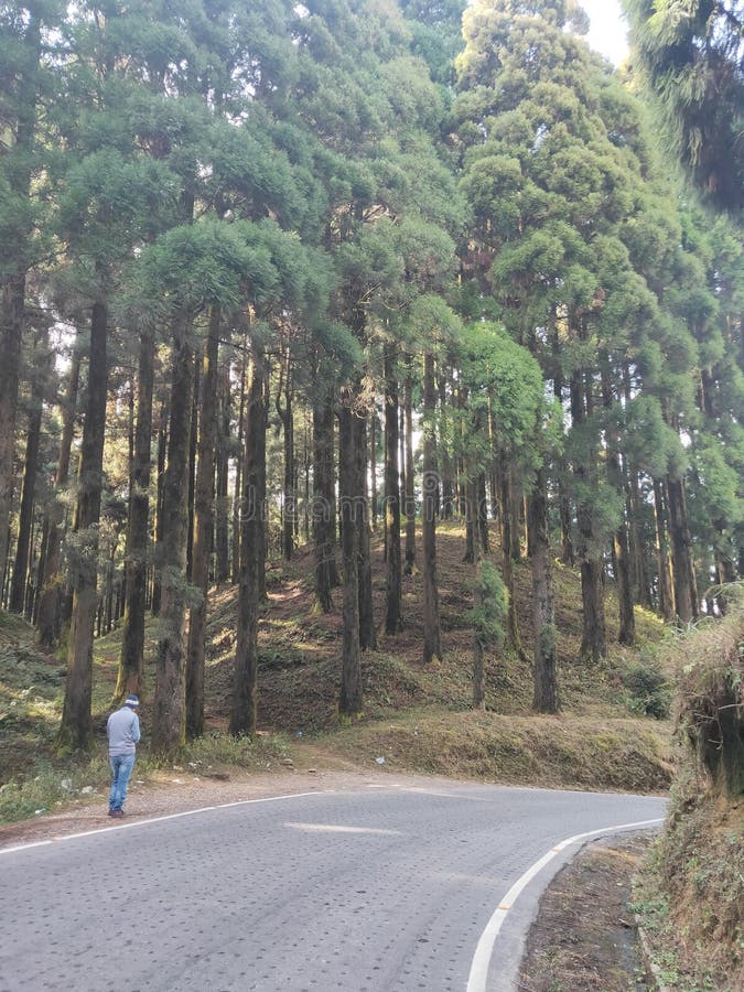 Devdaru Tre Darjeeling Phulkhola West Bengal India Immagine Stock ...