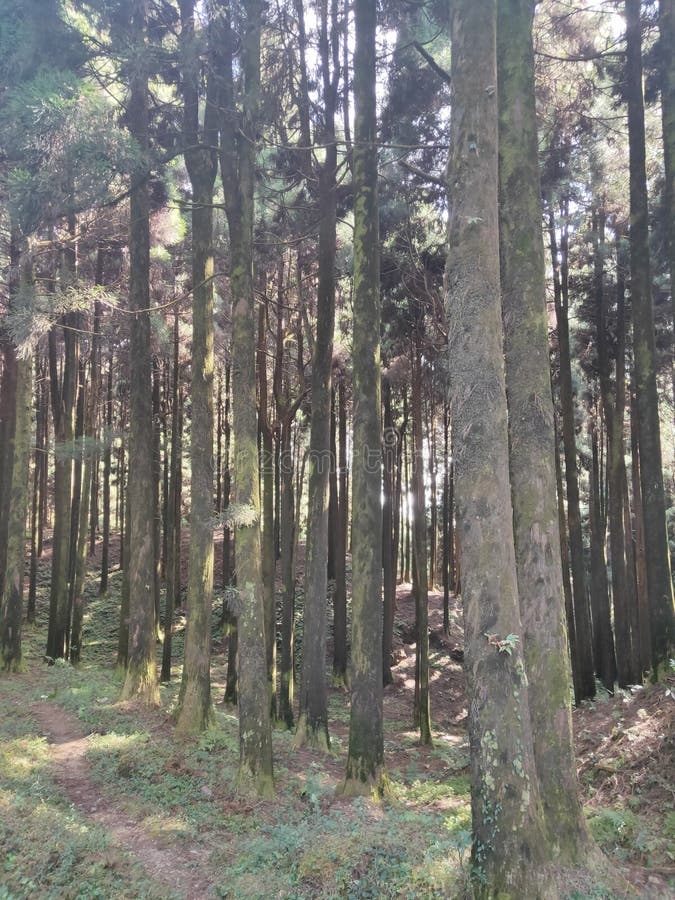 Devdaru Tre Darjeeling Phulkhola West Bengal India Immagine Stock ...