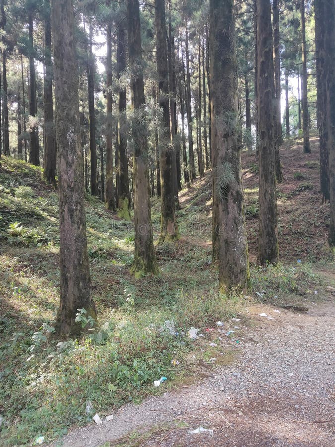 Devdaru Tre Darjeeling Phulkhola West Bengal India Nepal Ariya Immagine ...