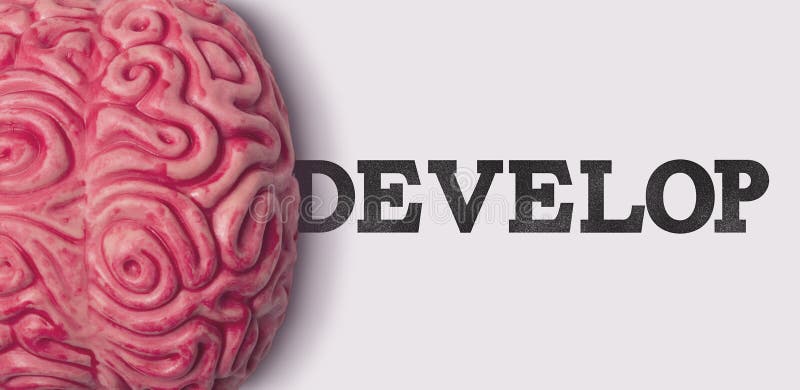 Develop Word Next To a Human Brain Model Stock Image - Image of ...