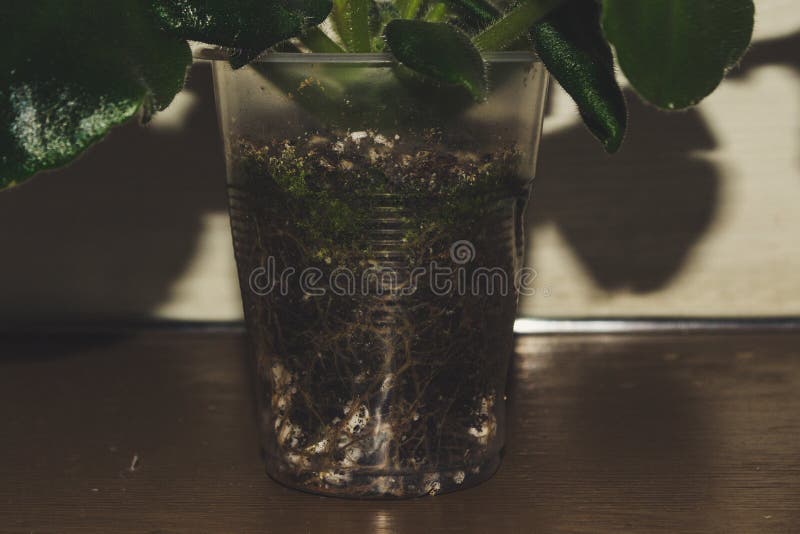 Photo of the Root System in a Transparent Cup Stock Image - Image of ...