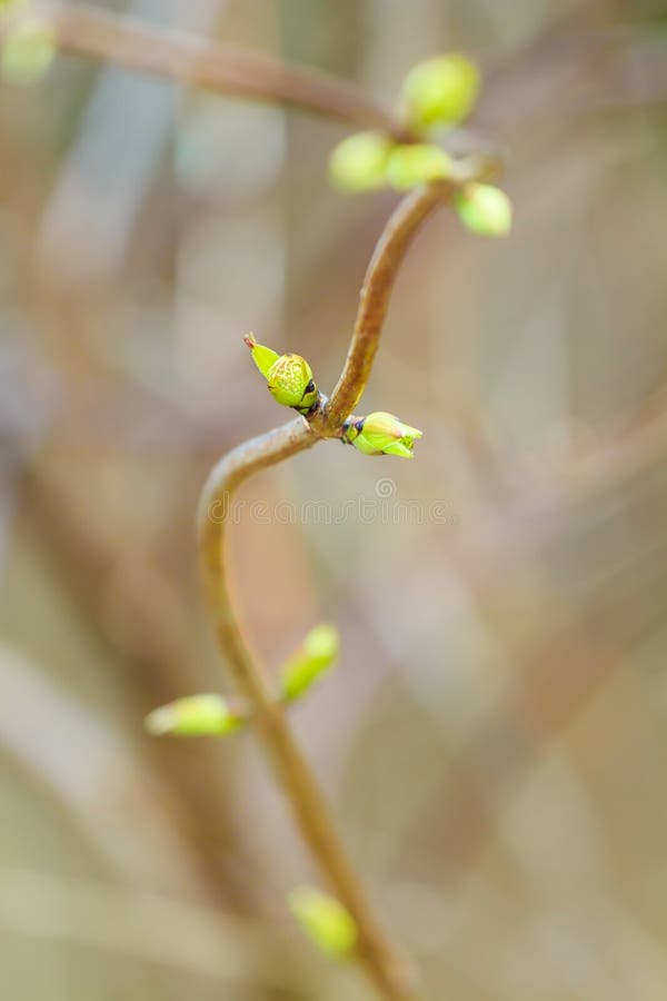 Developing Buds in Early Spring Season on Branch Stock Image - Image of ...