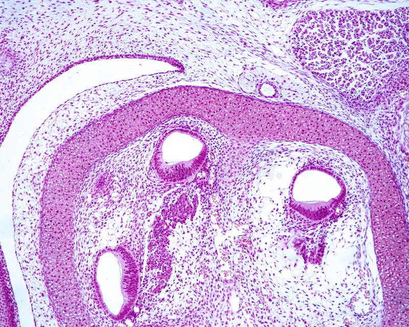 Developing cochlea stock photo. Image of histological - 310317102