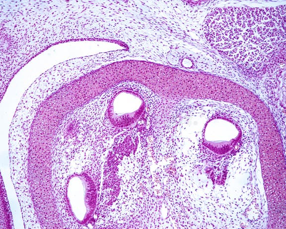 Developing cochlea stock photo. Image of histological - 310317102