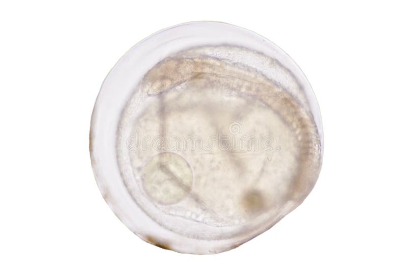 Developing Fish Eggs Under Light Microscope Stock Image - Image of ...