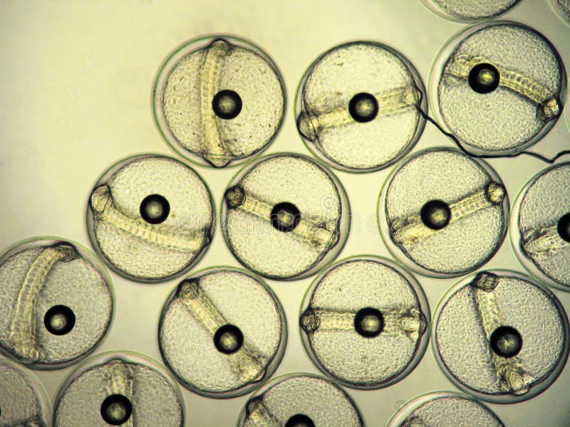 Developing Fish Eggs Under Light Microscope Stock Image - Image of ...