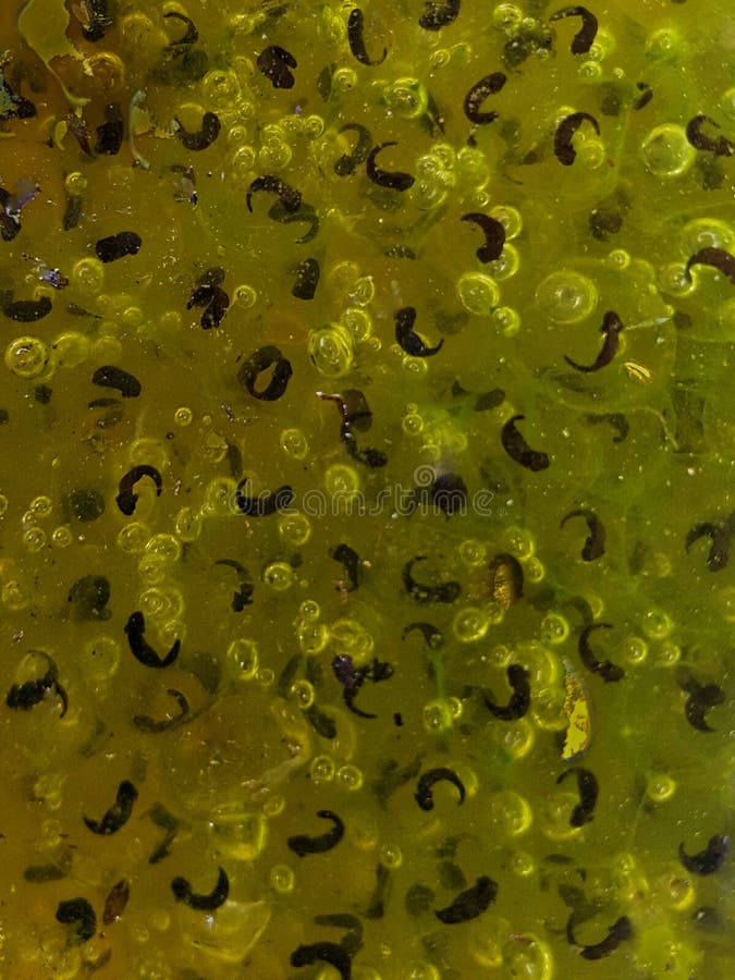 Developing Frogspawn stock photo. Image of larvae, tadpole - 88774170