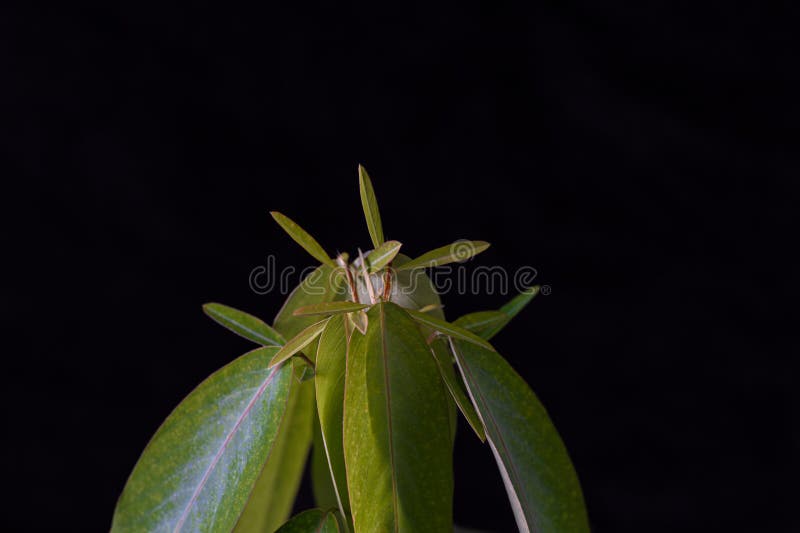 Telegraph Plant stock photo. Image of sight, seed, growth - 378882388