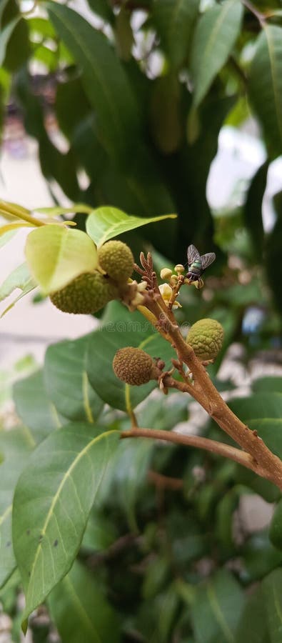 The Developing Longan Fruit is Being Infested with Fruit Flies Stock ...