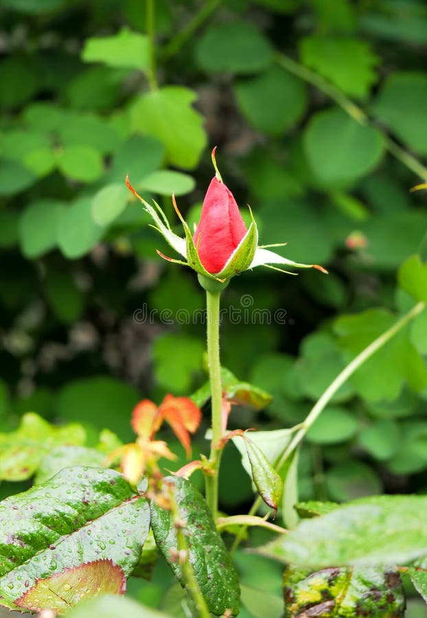 Developing Rose Flower Top New Growth Stem Stock Photos - Free ...