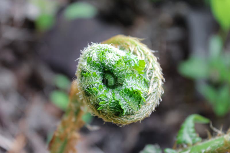 A developing small fern stock photo. Image of tree, leaf - 220608478