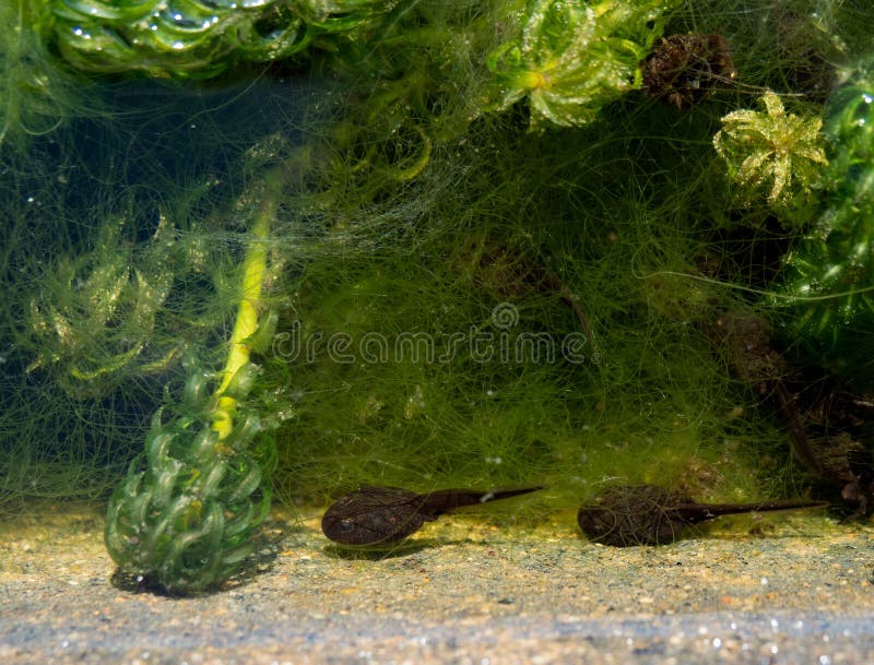 Tadpoles with Legs, Brandon Riverbank Discovery Center Stock Image ...