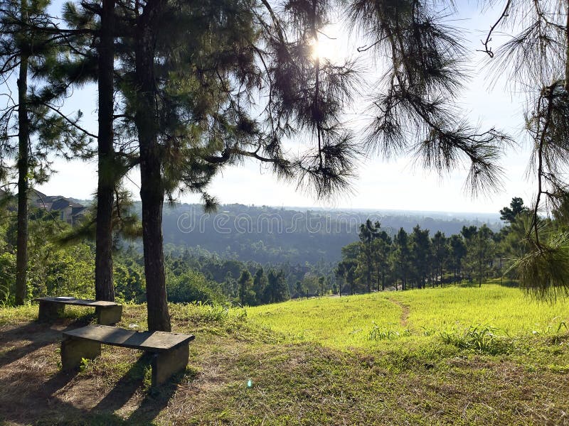 Natureâ€™s View and Pine Trees Stock Photo - Image of tropic, nature ...