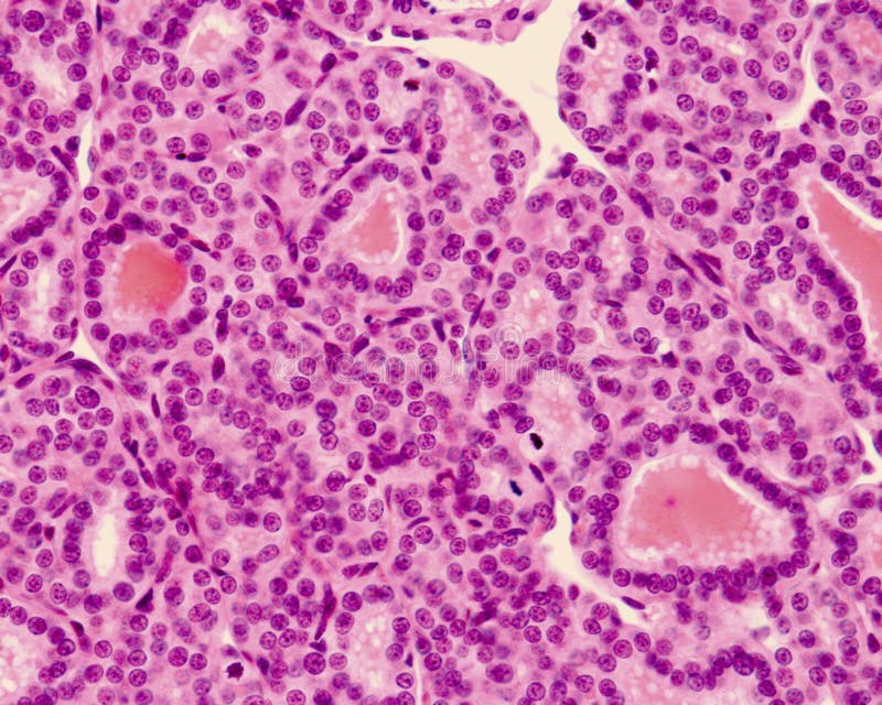 Developing thyroid gland stock image. Image of cuboidal - 240577569