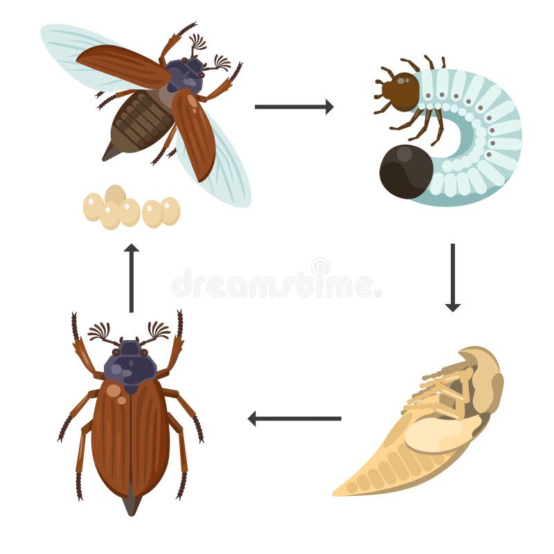 Development Cycle of Chafer, May Bug, Melolontha Melolontha. Imago ...