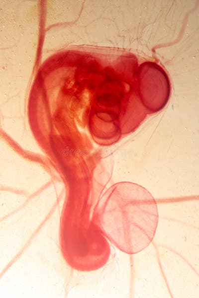 Development of the Embryo Chicken. Stock Image - Image of blastoderm ...