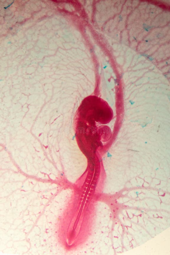 Development of the Embryo Chicken. Stock Image - Image of biology ...
