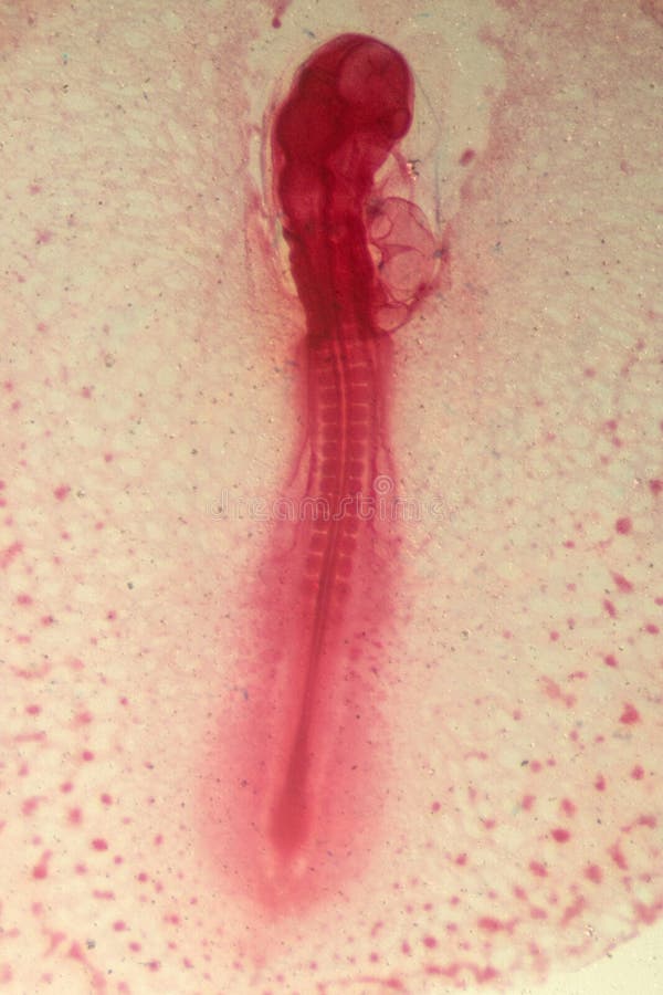 Development of the Embryo Chicken. Stock Photo - Image of blastoderm ...