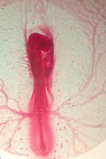 Development of the Embryo Chicken. Stock Photo - Image of blastoderm ...