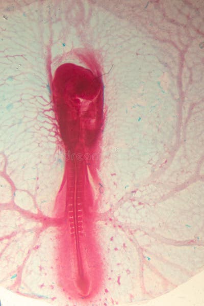 Development of the Embryo Chicken. Stock Photo - Image of blastoderm ...