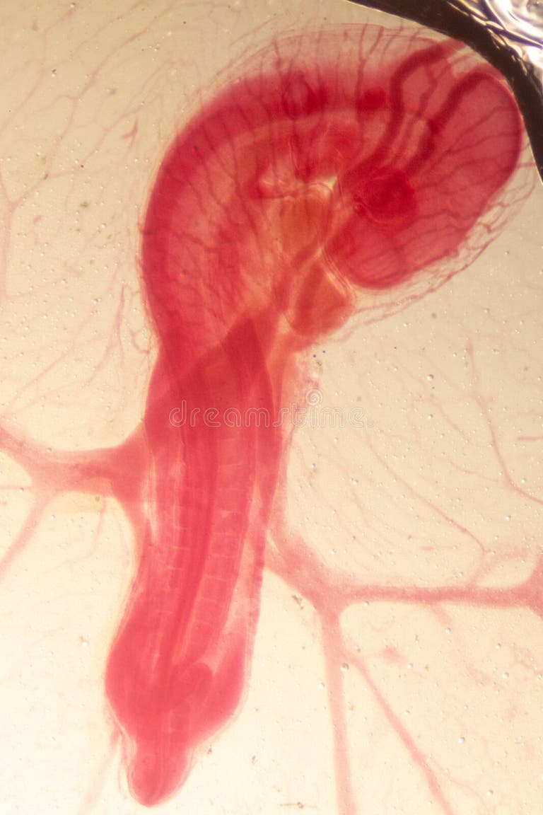 Stages Embryo Development Stock Photos - Free & Royalty-Free Stock ...