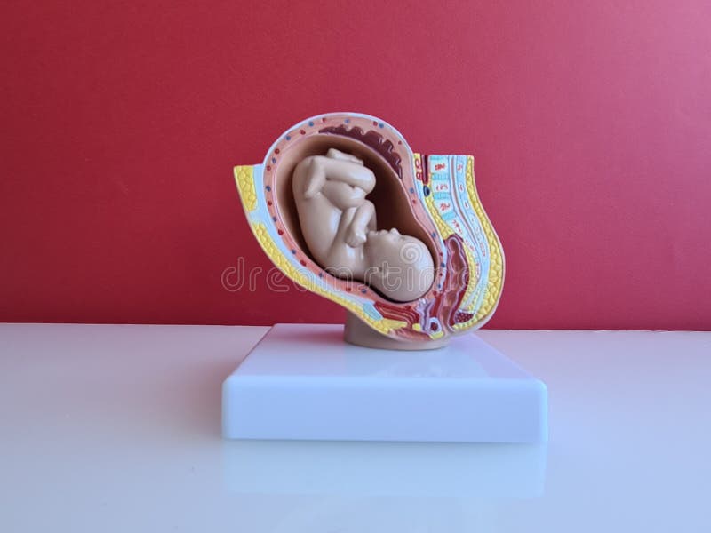 Development of Embryo Model Fetus for Classroom Education Stock Image ...
