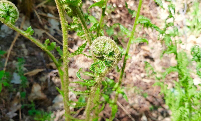 Development of Ferns in Spring Stock Image - Image of spring, male ...